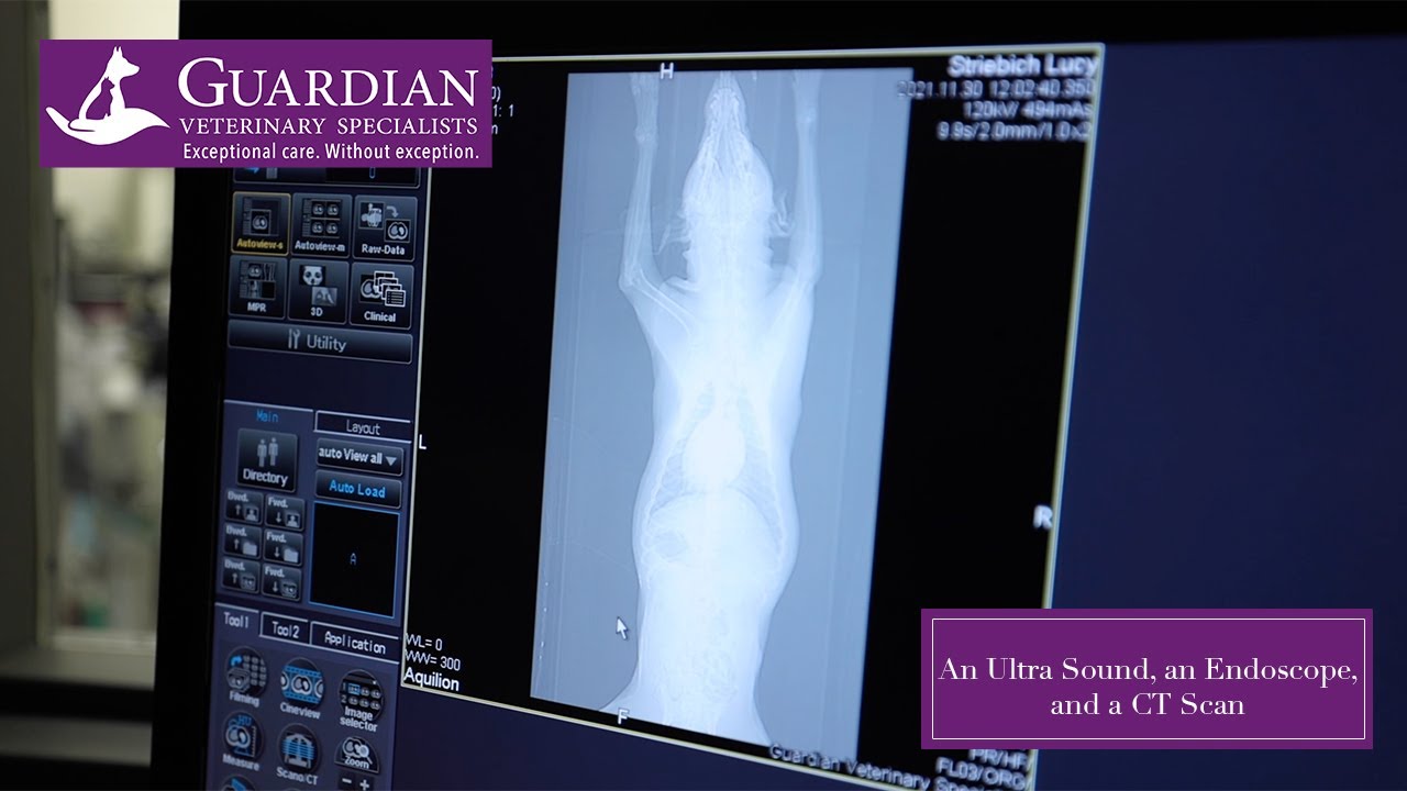 Episode 50: An Ultra Sound, an Endoscope, and a CT Scan - YouTube