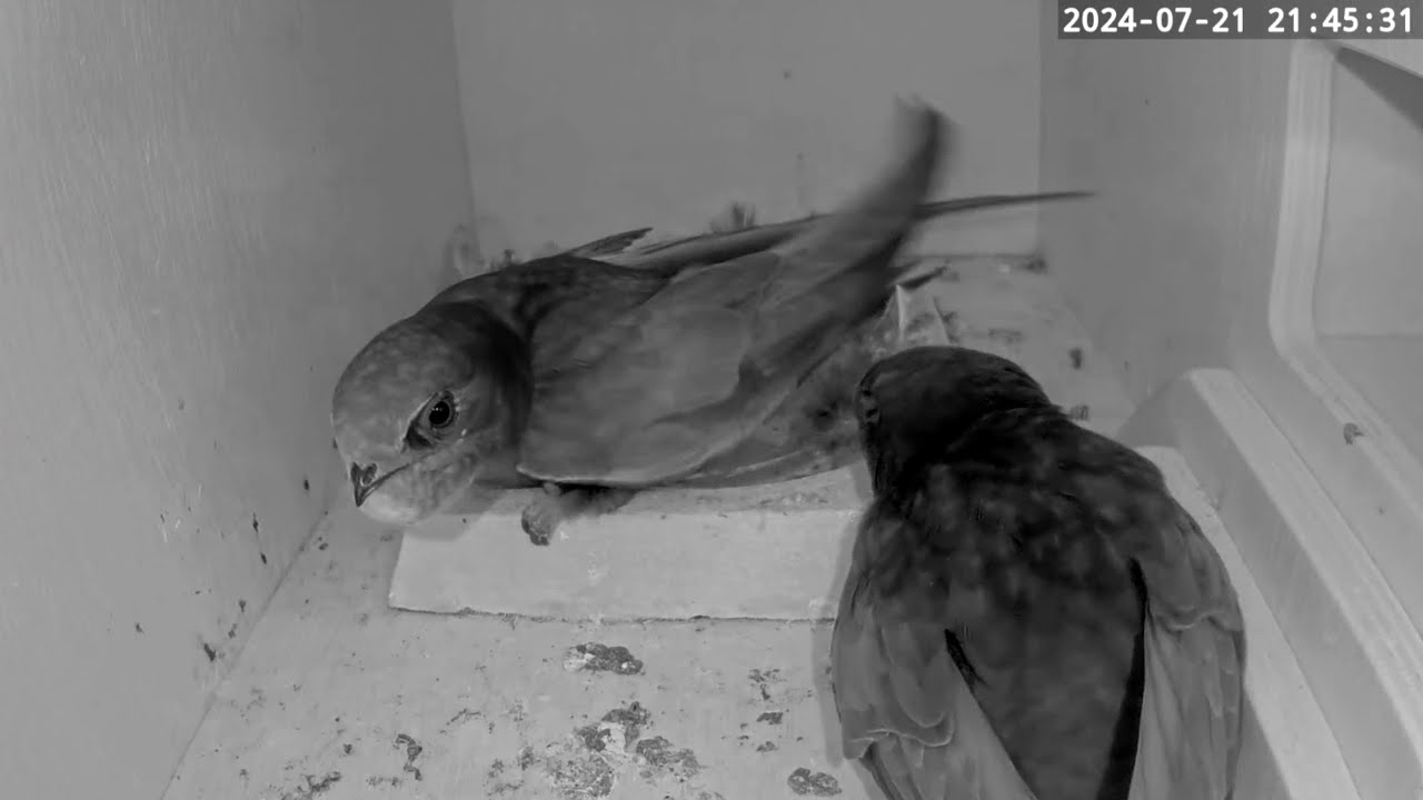 Swift Nest Box/RSPB ☆July 21st 💛The parents return to the abandoned ...
