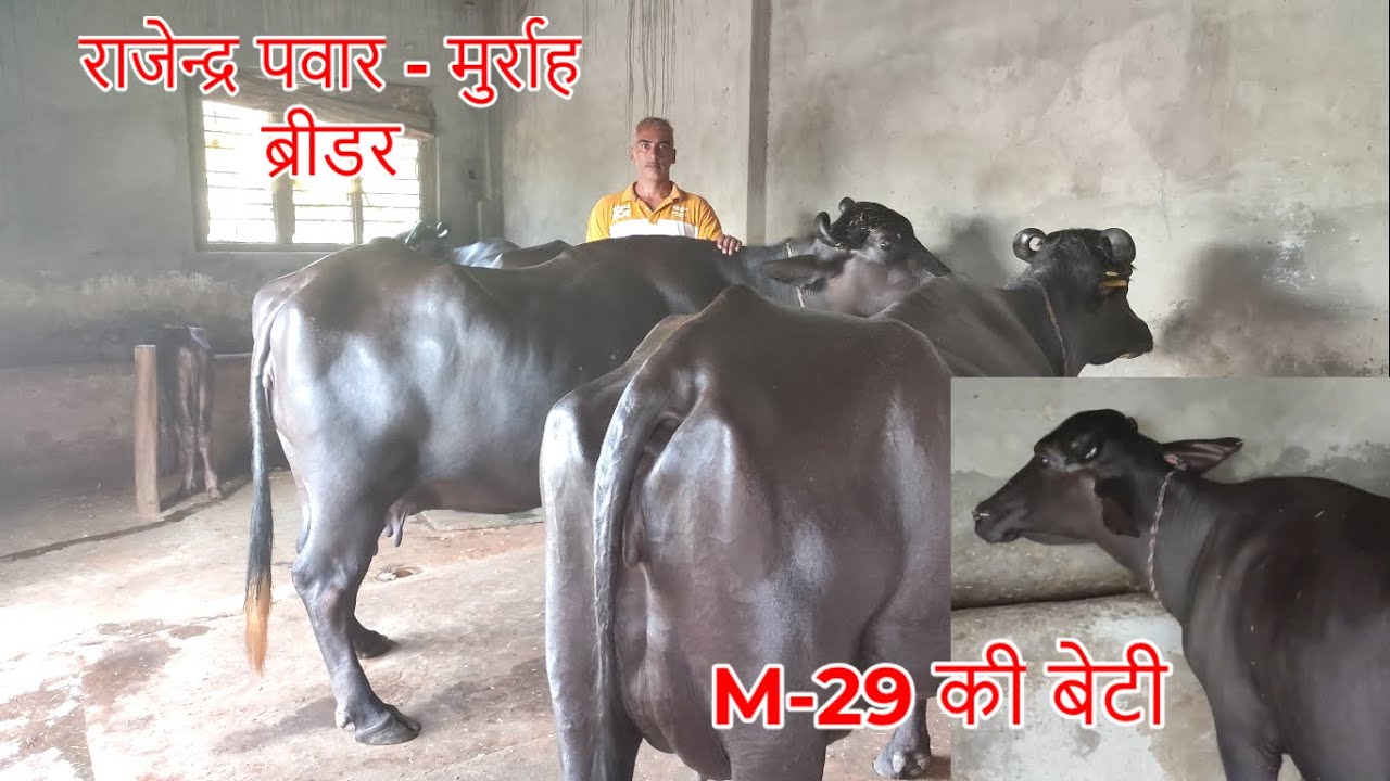 मुर्राह के शौकीन राजेन्द्र पवार || गाँव- सैदपुर, सोनीपत || Ph ...