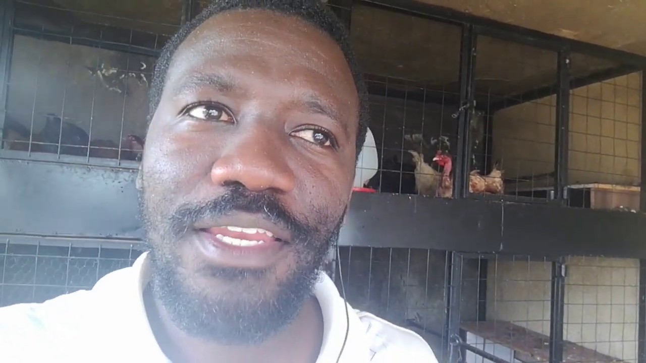 How to Set up a Simple Chicken Farm in Kenya - Surviving a Lockdown ...