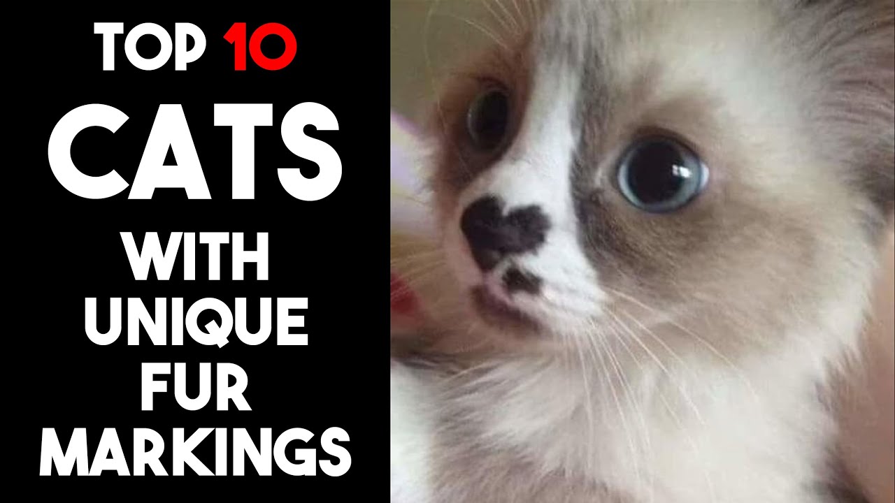 Top 10 Cats With Unique Markings ★ Beautiful / Cute Cat Pictures ★ Cats ...