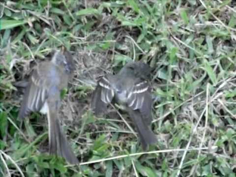 english sparrow hunting with gamo whisper .177 - YouTube