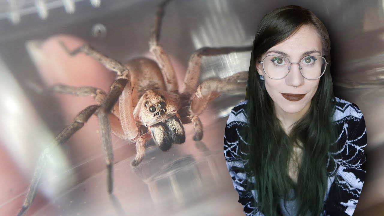 She DESERVES BETTER!.. GIANT Wolf Spider - YouTube