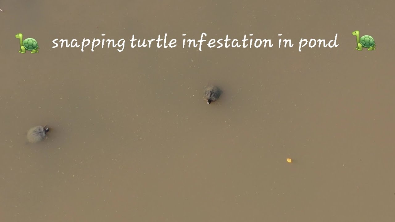 drones otters and snapping turtles. - YouTube