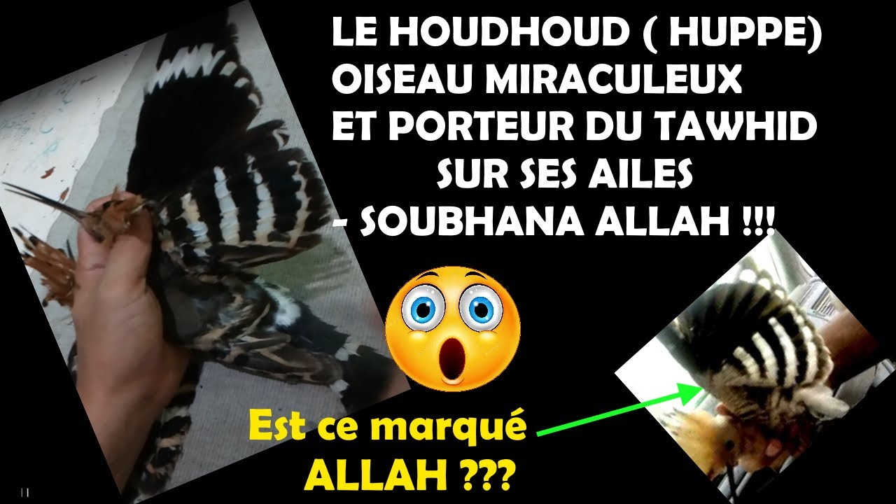 LE HOUDHOUD ( HUPPE) OISEAU MIRACULEUX ET PORTEUR DU TAWHID SUR SES ...