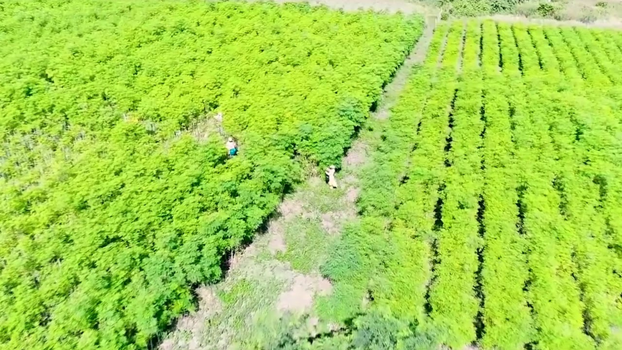 Oku Moringa farm | OKU Moringa | single sourced | carefully grown ...