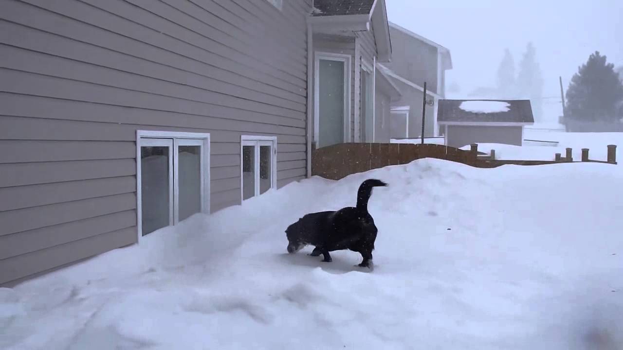 Ada & Bennett snowed in - YouTube