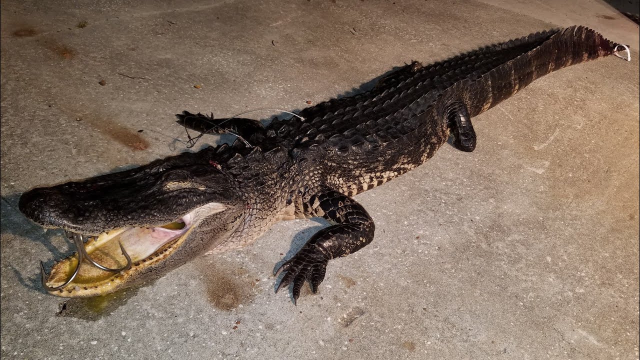 Knub Leg Gator - YouTube