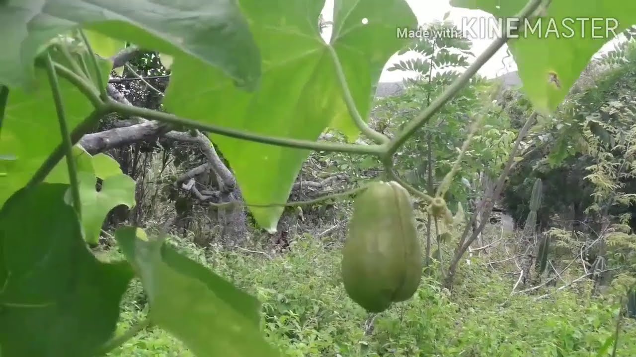Pé de chuchu mais 10 benefício para saúde/uma dica e cozinhando o ...