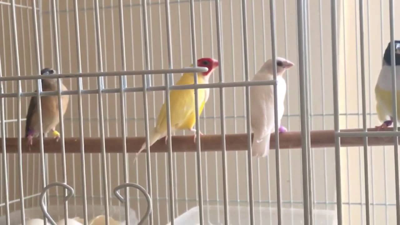My First Silver Gouldian Finch Breed in the Summer of 2016 - YouTube