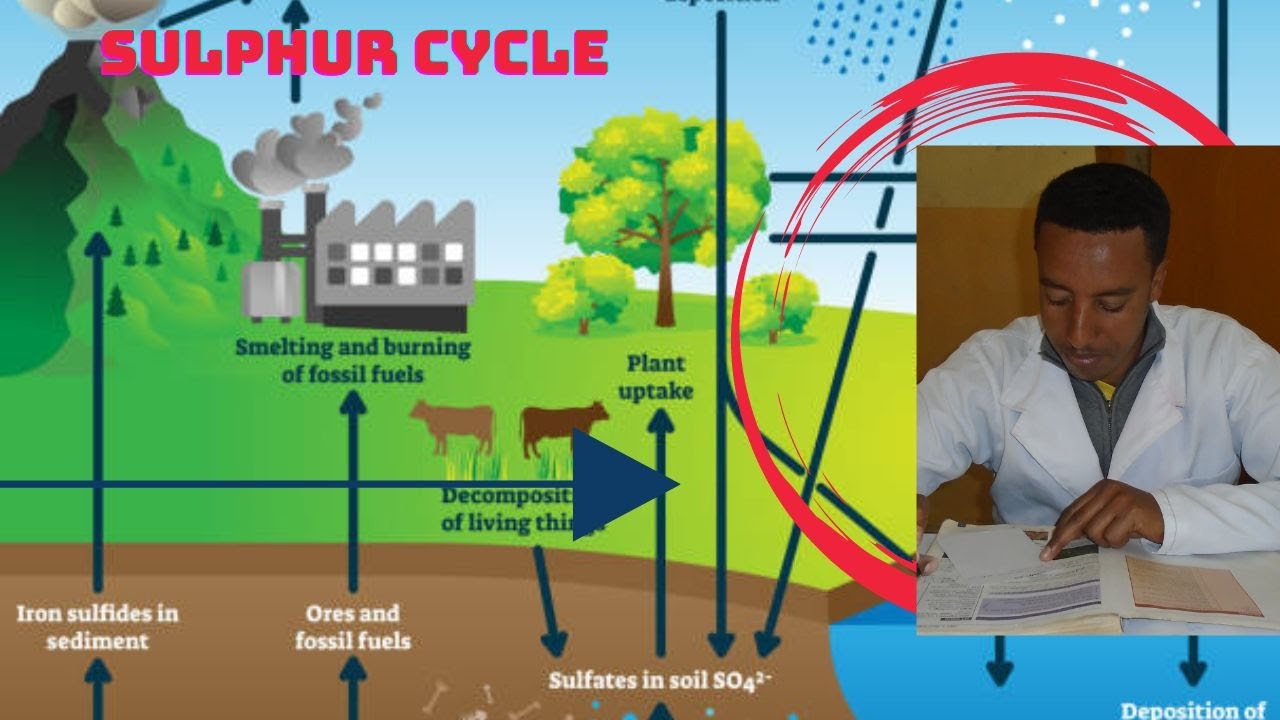 Nutrient Cycle - Sulphur Cycle. - YouTube