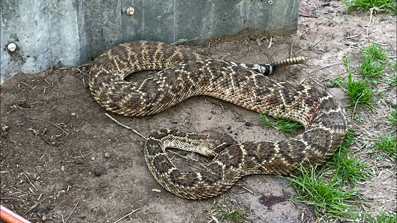 TW Rattlesnake, listen to that rattle - YouTube