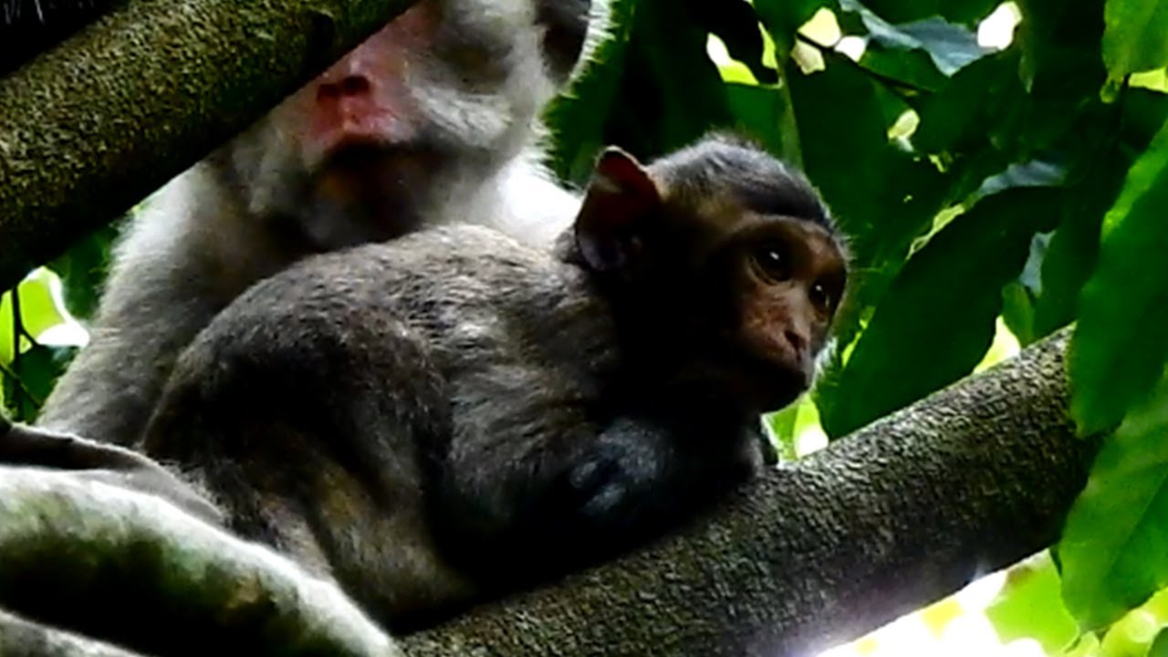 Be Safe..Jazzy Monkey Full Of Worry Her Time Milk So Different Before ...