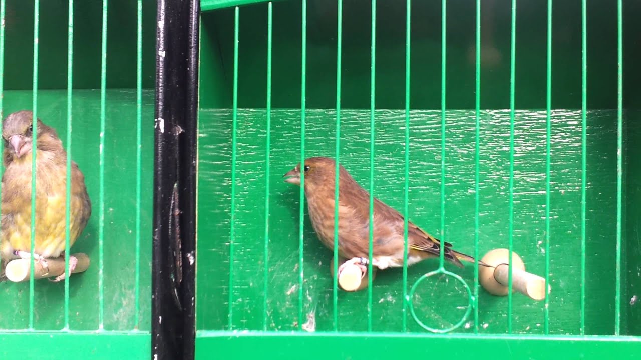 Greenfinch hens for 2012 breeding sesson - YouTube