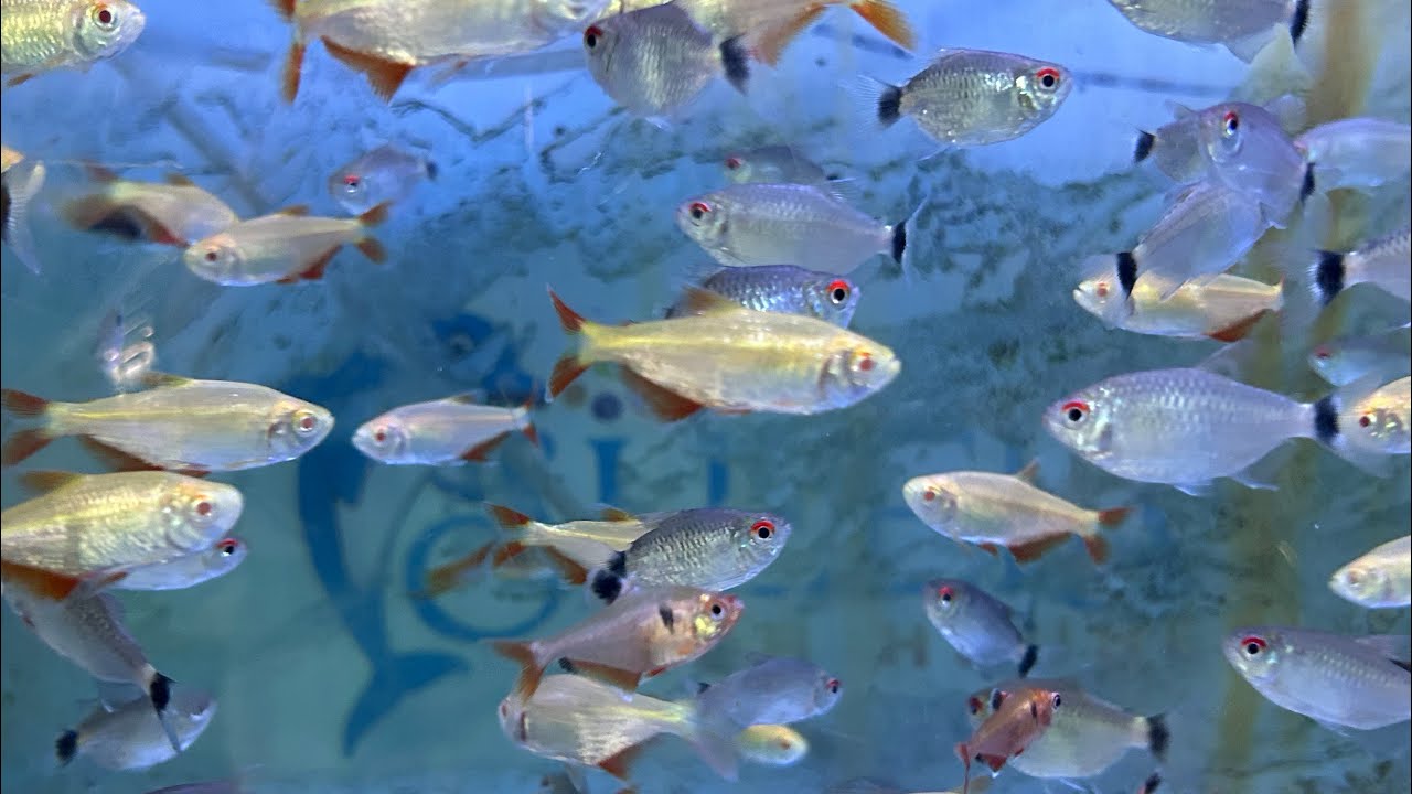 New fish stock update 17 August 2024 @sheelafishouseagra - YouTube