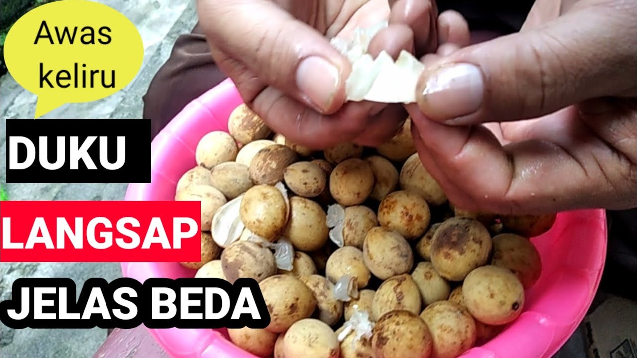 CARA MEMBEDAKAN BUAH DUKU DAN LANGSAT - YouTube