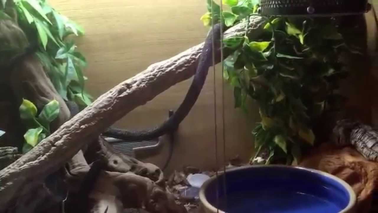 HOW TO SETUP A ROYAL PYTHON VIVARIUM YouTube HOW TO SETUP A ROYAL PYTHON VIVARIUM YouTube