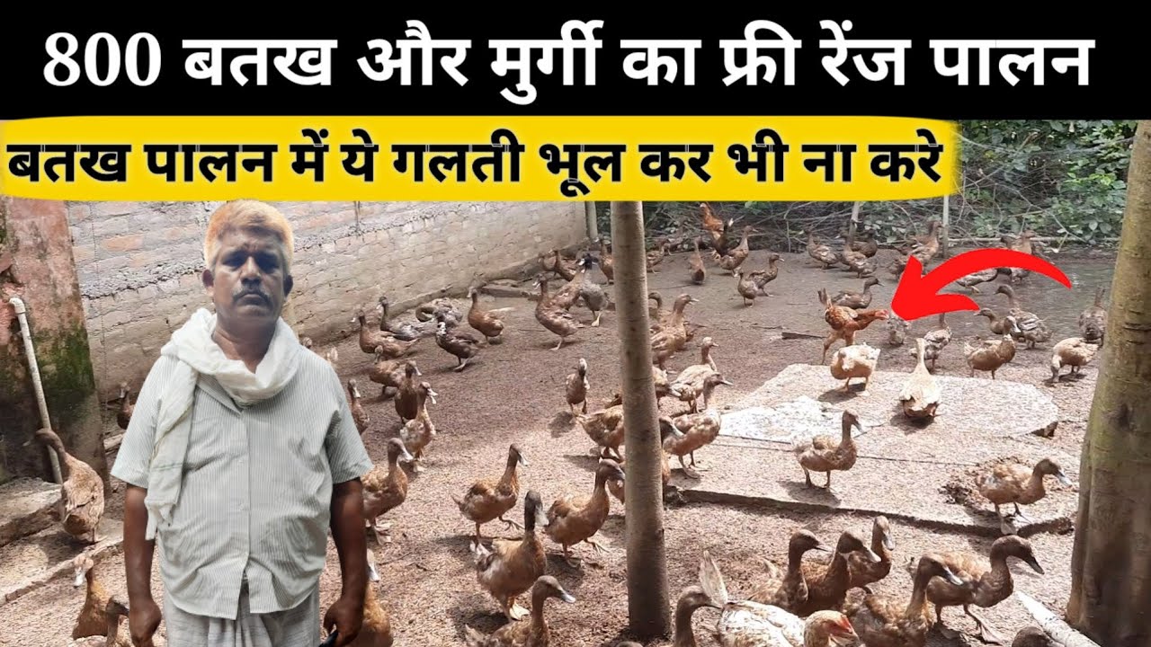 free ranj batakh and murgi palan बतख पालन में इन बातो का ध्यान रखे # ...