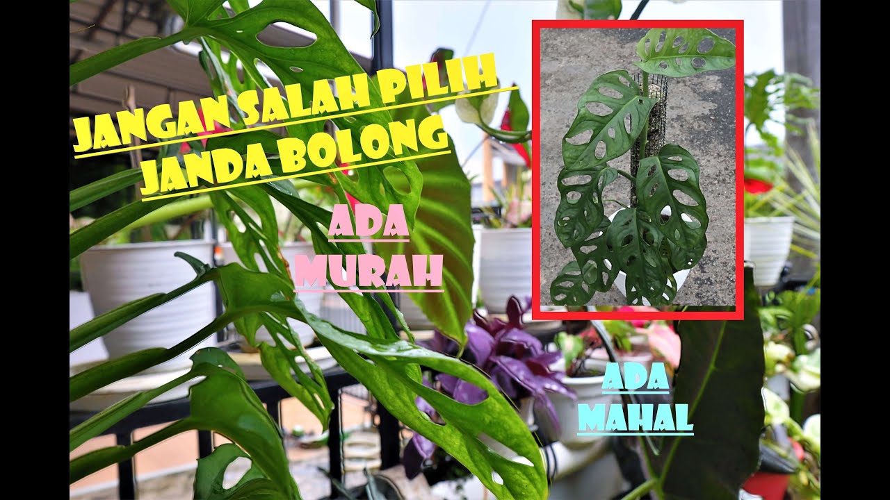 Tanaman Janda Bolong Lagi Ramai di Batam, Ada Yang Murah dan Ada Pula ...