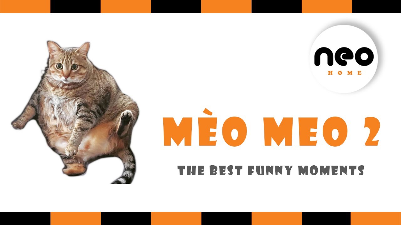 Mèo Meo 2 - The Best Funny Moments | Những khoảnh khắc vui nhộn - YouTube