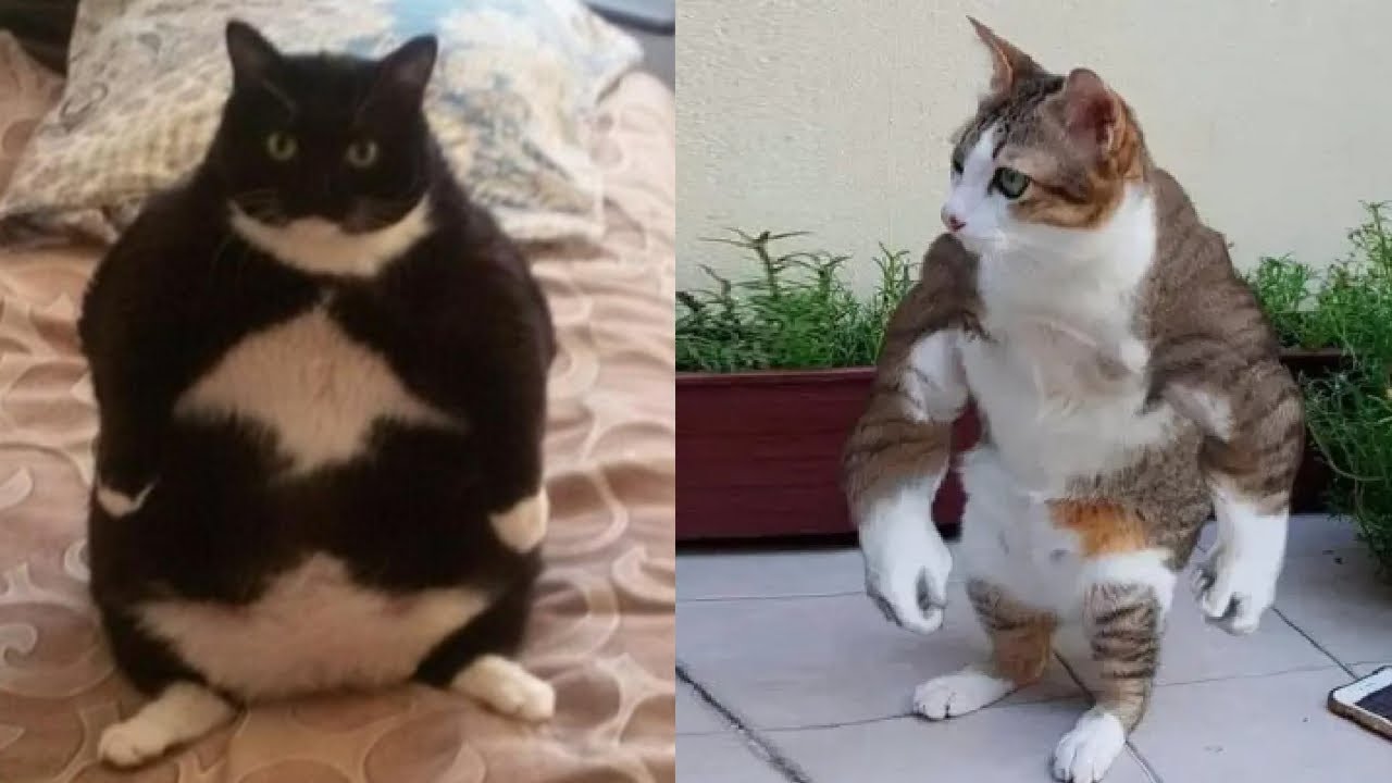 😼 The Funny Cats Compilation, try not to laugh 😂 Funny Animals Life ...
