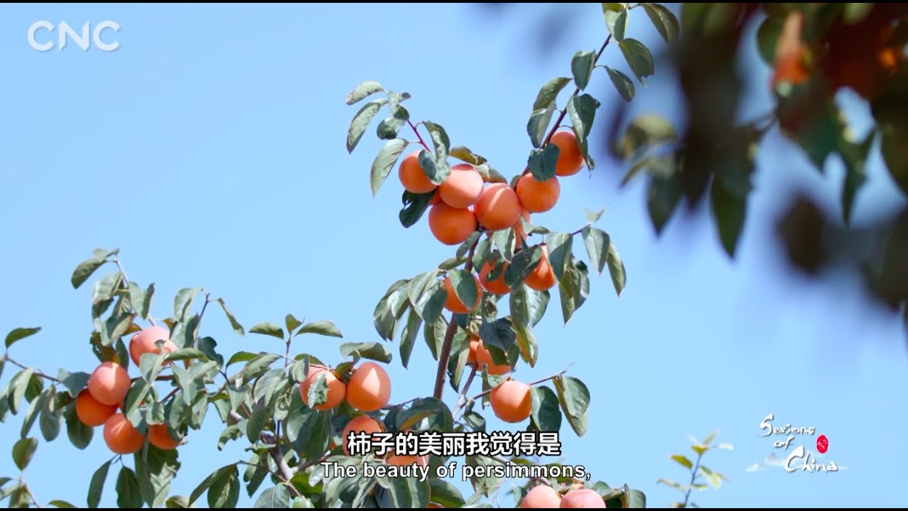 Seasons of China | Chinese 24 solar terms - Shuang Jiang (First Frost ...