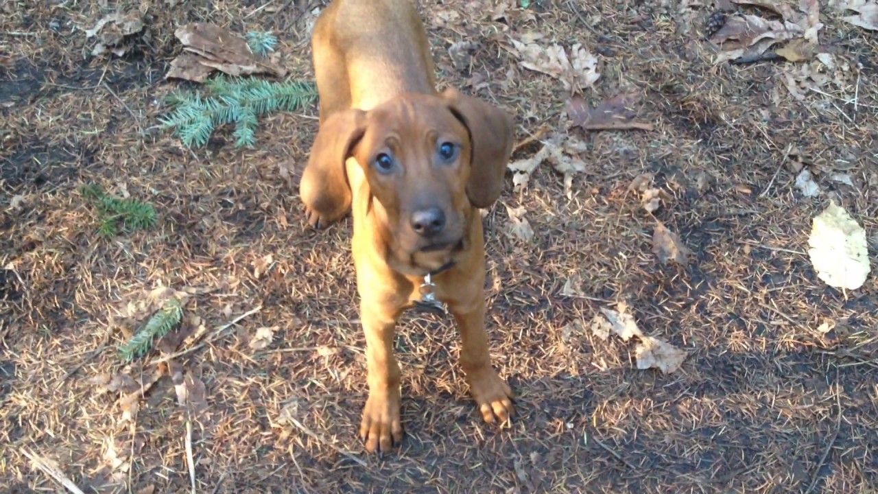 Penny The Redbone Coonhound Puppy Baying And Biting - YouTube