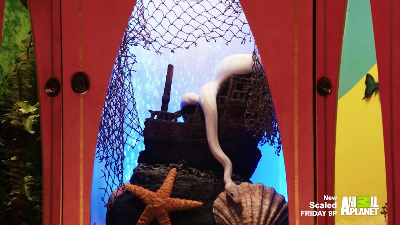 EXCLUSIVE CLIP: Disney-inspired snake habitat revealed on Animal Planet ...