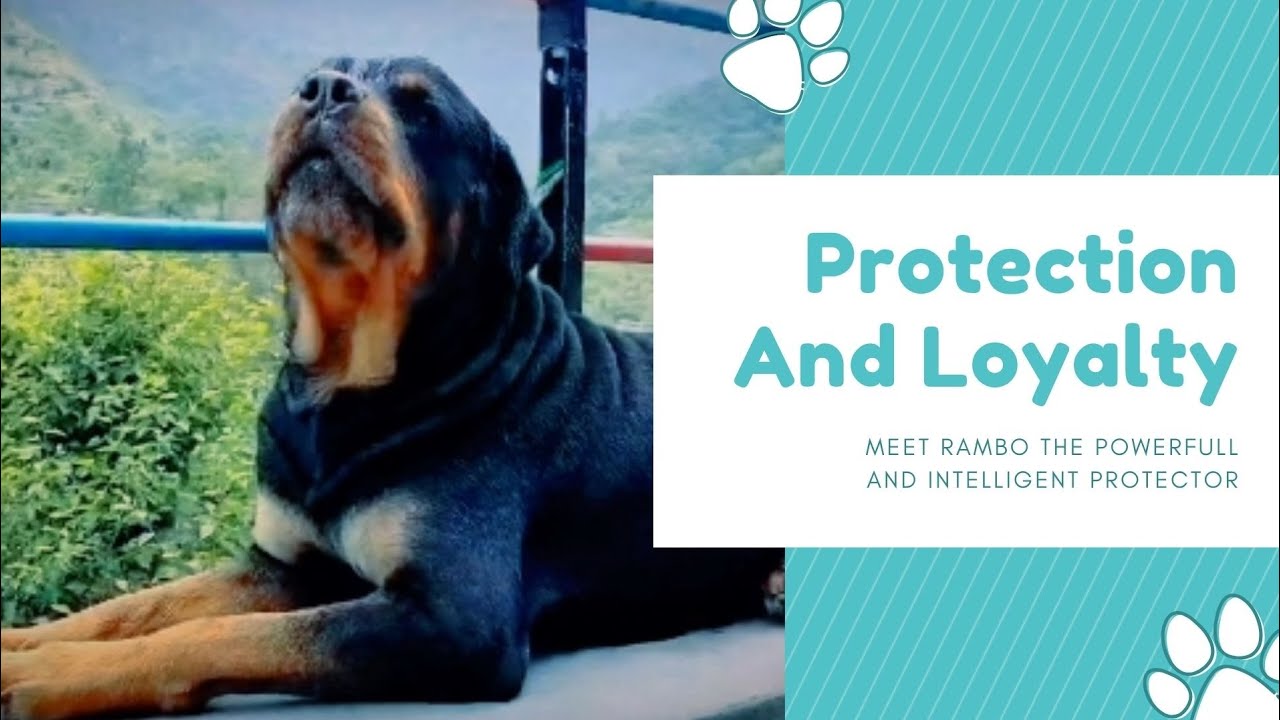 Unmatched Protection and Loyalty@Rottweilerlife@THEROTT#rottweiler # ...