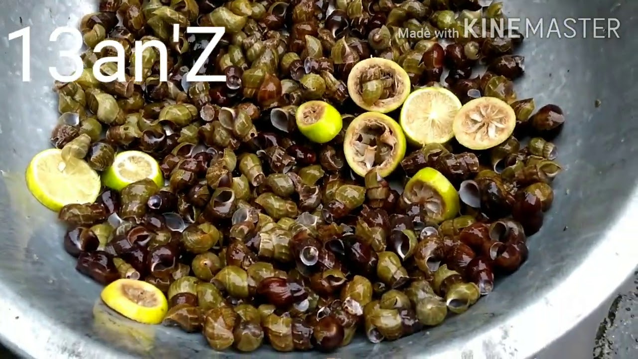 Bodoland traditional FOOD # SAMO # Xamuk# samuk # Snails # Bodo ...