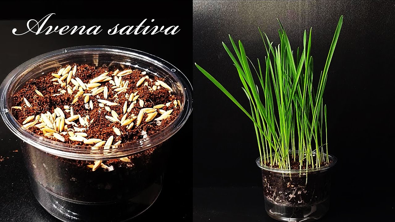 Oat germination Time lapse｜귀리 발아과정 타임랩스｜Oat sprout growth process as ...
