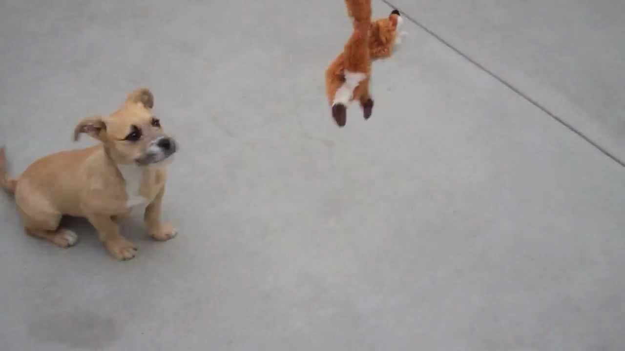 CHUNK-A-MONK (Santa Cruz Animal Shelter) - YouTube