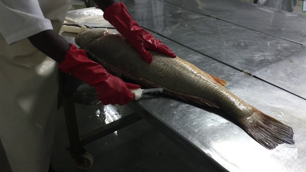 Golden Corvina Cynoscion Acoupa - YouTube