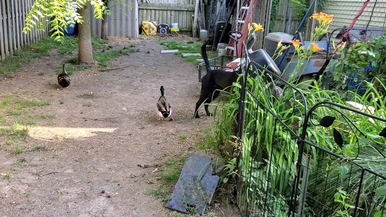 Johnny Cash and his duck at it again - YouTube