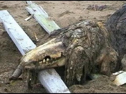 Fundacja SCP po polsku - SCP-682 "Gad Trudny-Do-Zniszczenia" - YouTube