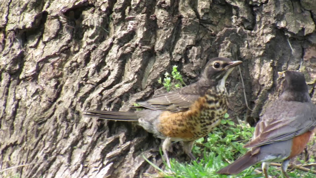 American Robin Feeding Fledgling - YouTube