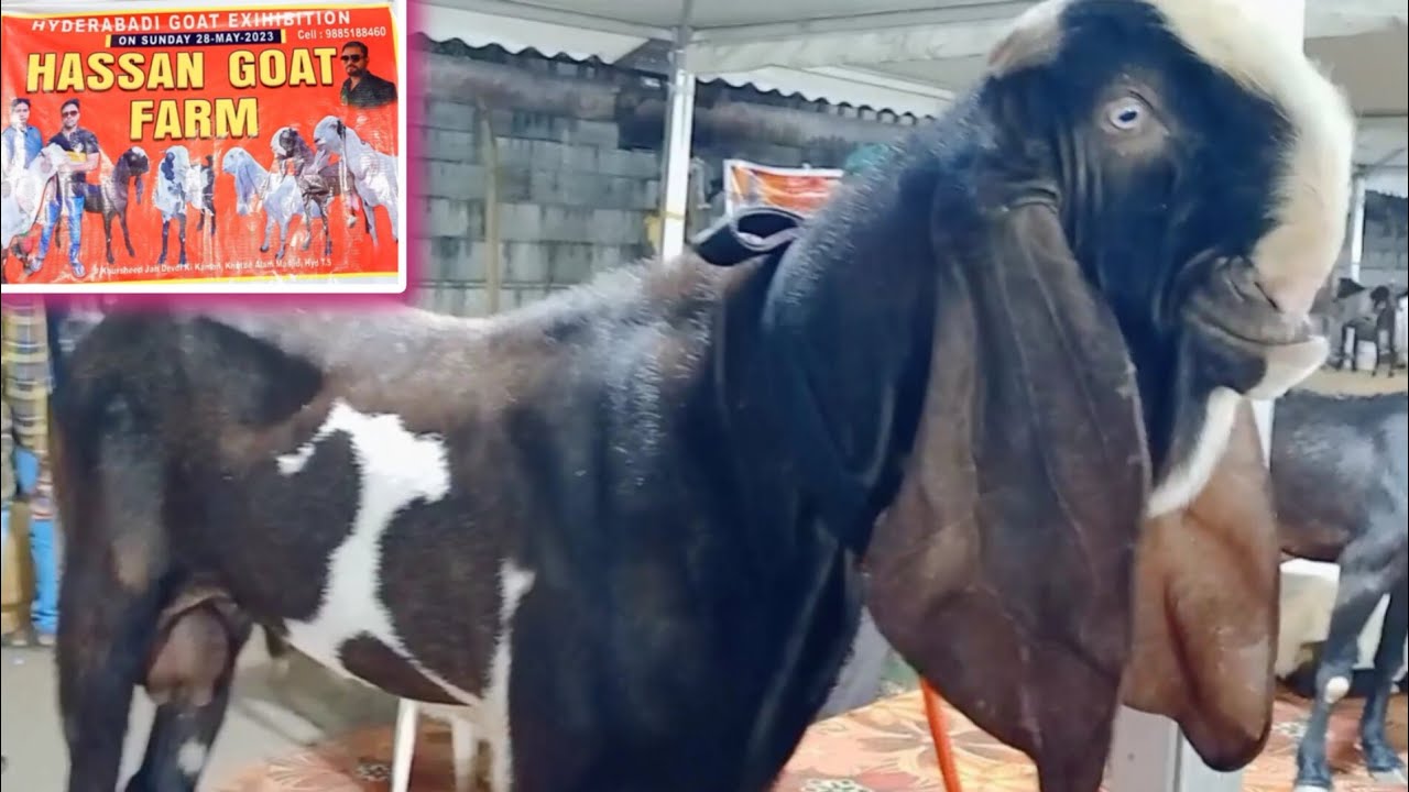 Hassan goat farm in Hyderabadi goat Exhibition @jameelcollection - YouTube