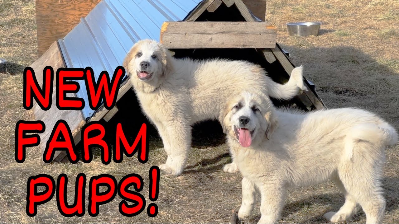 HUNGRY PIGS | NEW FARM PUPS - YouTube