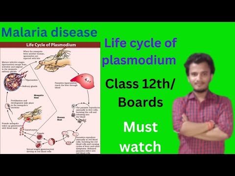 Malaria fever class 12th! life cycle of plasmodium! Class 12th/ Board ...