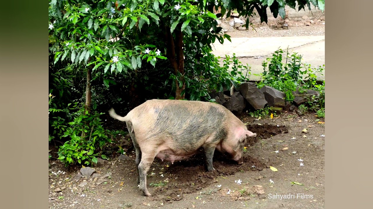 Albino Pig Digging With Nose 🐷🐖 - YouTube