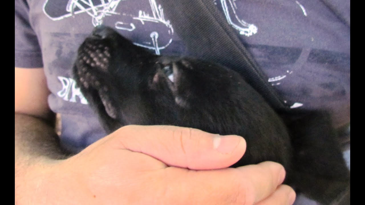 Piccolo Cesare Coccolato - Little Caesar Puppy - YouTube