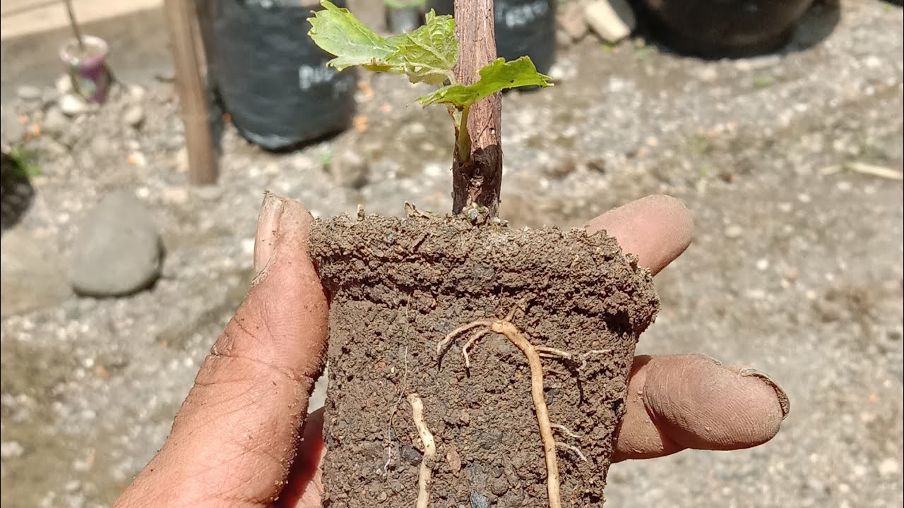 Cara Stek Anggur dengan Bawang Merah - YouTube