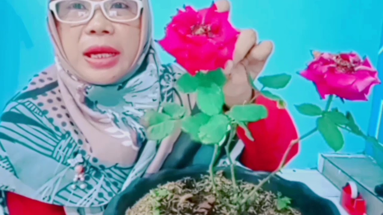 #Bagian bagian bunga mawar #PAUD/RA/TK Tema : Tanaman Hias - YouTube