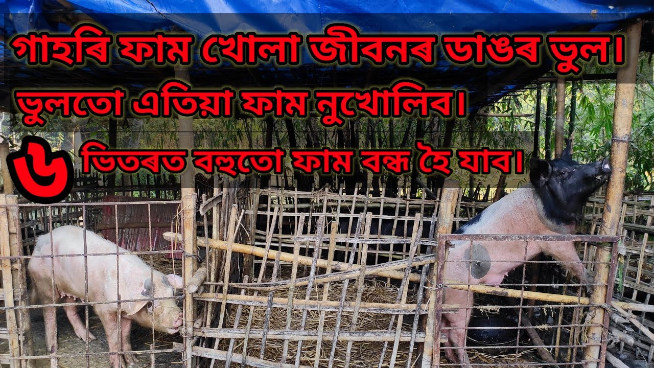 Pig Farm in Assam/গাহৰি পালক হিচাপে ভবিষ্যতে অন্ধকাৰ।Gahori Palon ...