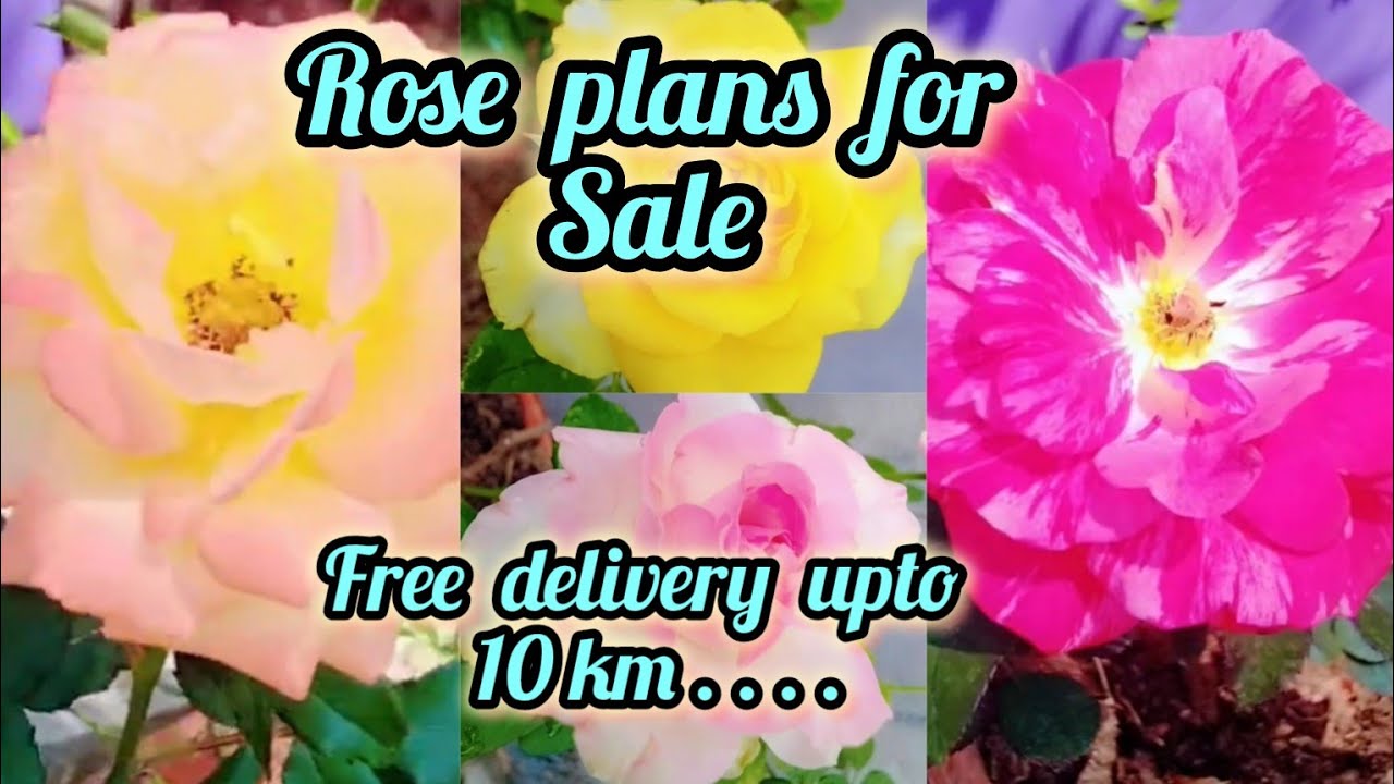Rose plant sale video by @RVGarden-msv - YouTube
