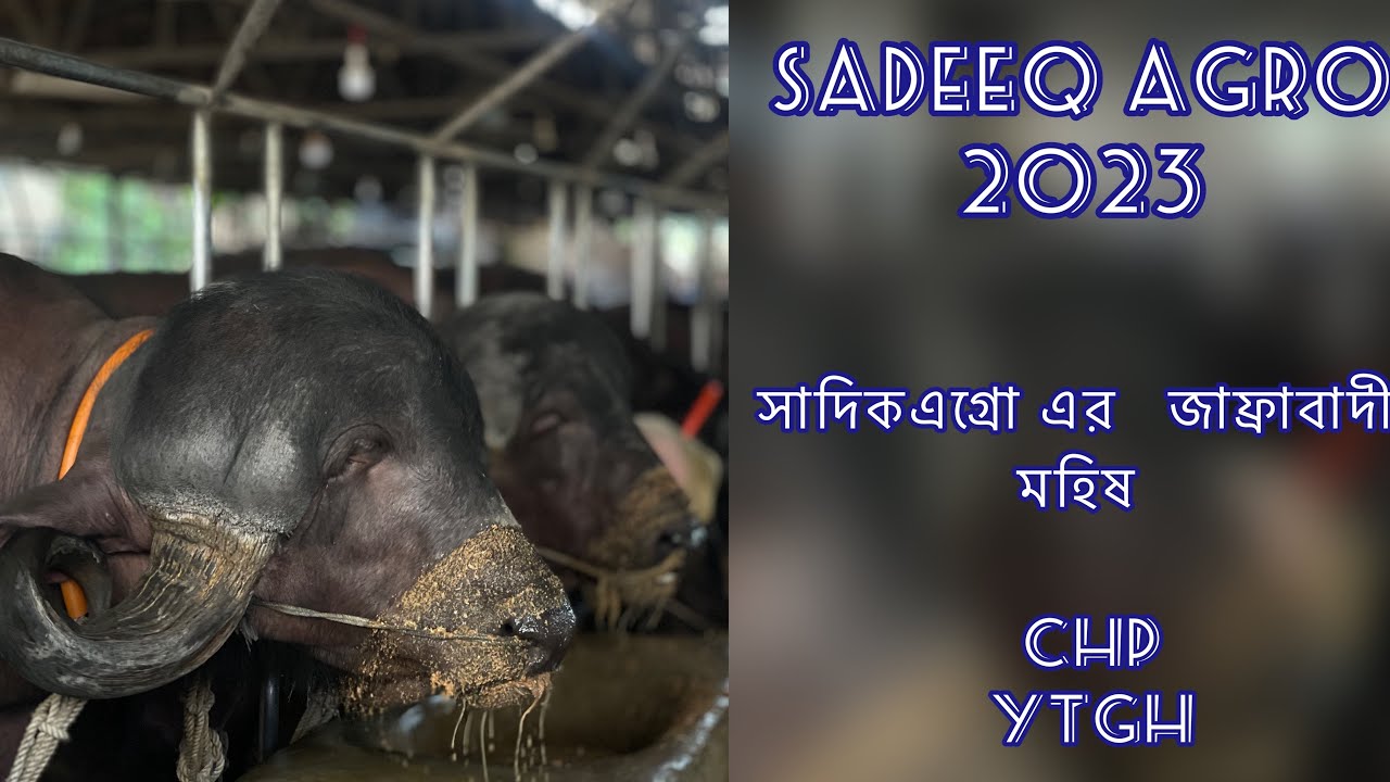 Giant Bull Collection of Sadeeq Agro | Season 2023| Qurbani 2023 ...