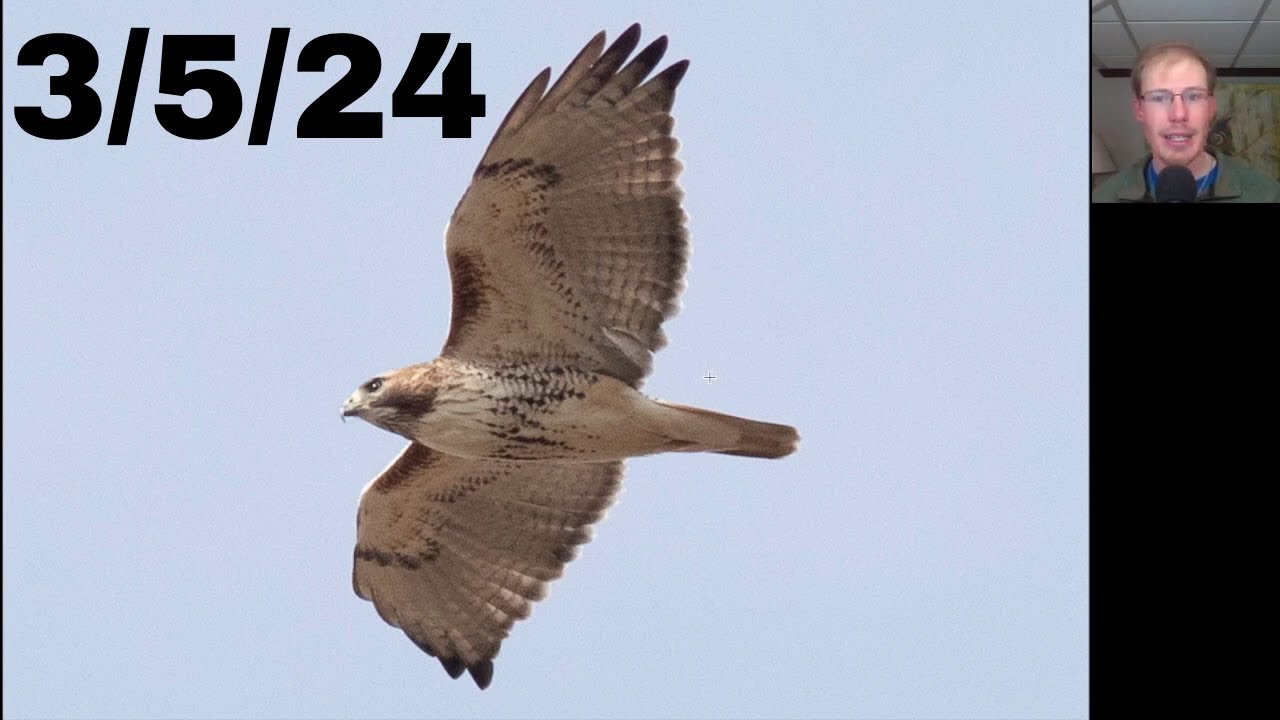 [5] Best day so far at the Braddock Bay Hawk Watch, 3/5/24 - YouTube