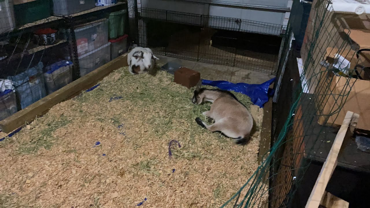 LIVE! #Goat and storm update during #Hurricaneian #hurricane #florida ...