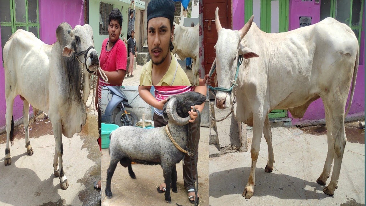 ongole breed Deoni breed Rampur male in available AC gurd | 9550462022 ...