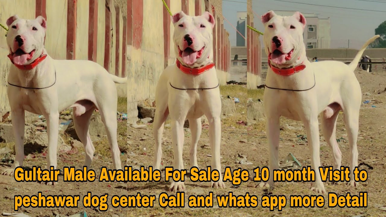 Pure Gultair Male Available For Sale Age 10 month Call and whats app ...